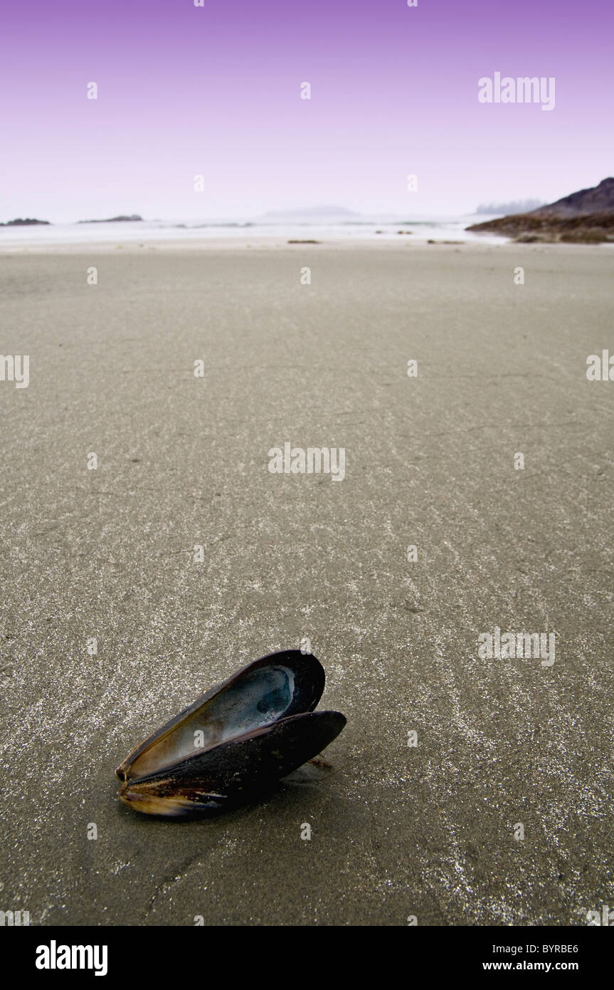 an open shell on a beach with a purple sky at sunset; tofino, british ...