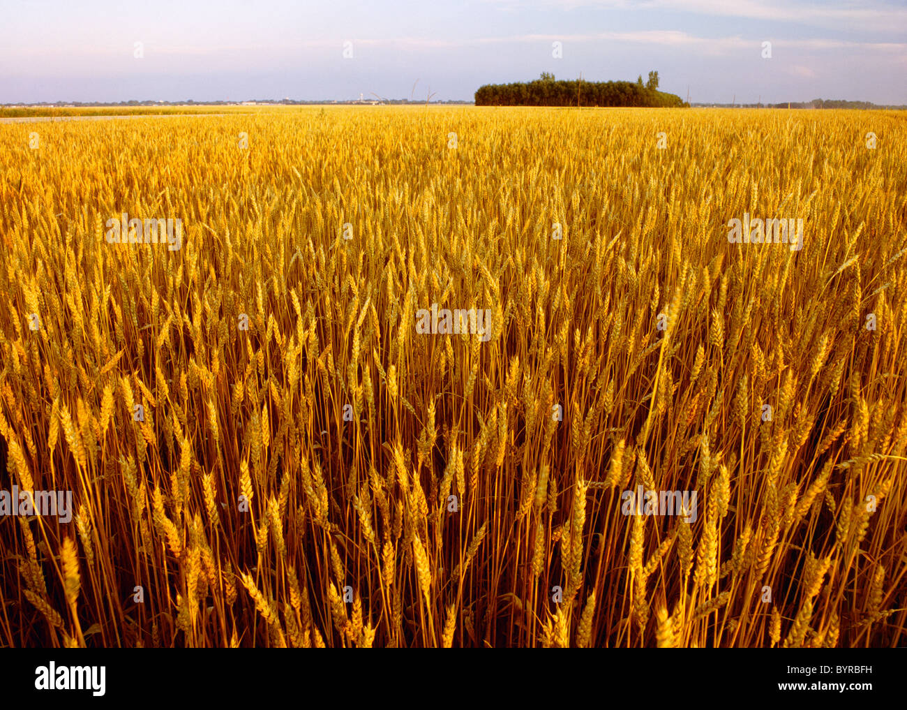 Western Red Spring Wheat Stock Photos & Western Red Spring Wheat Stock ...