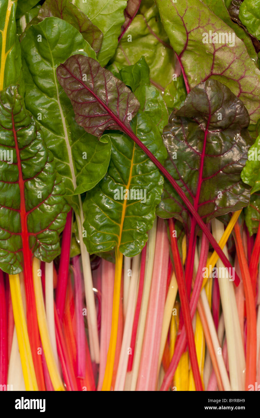colorful rainbow swiss chard; calgary, alberta, canada Stock Photo - Alamy