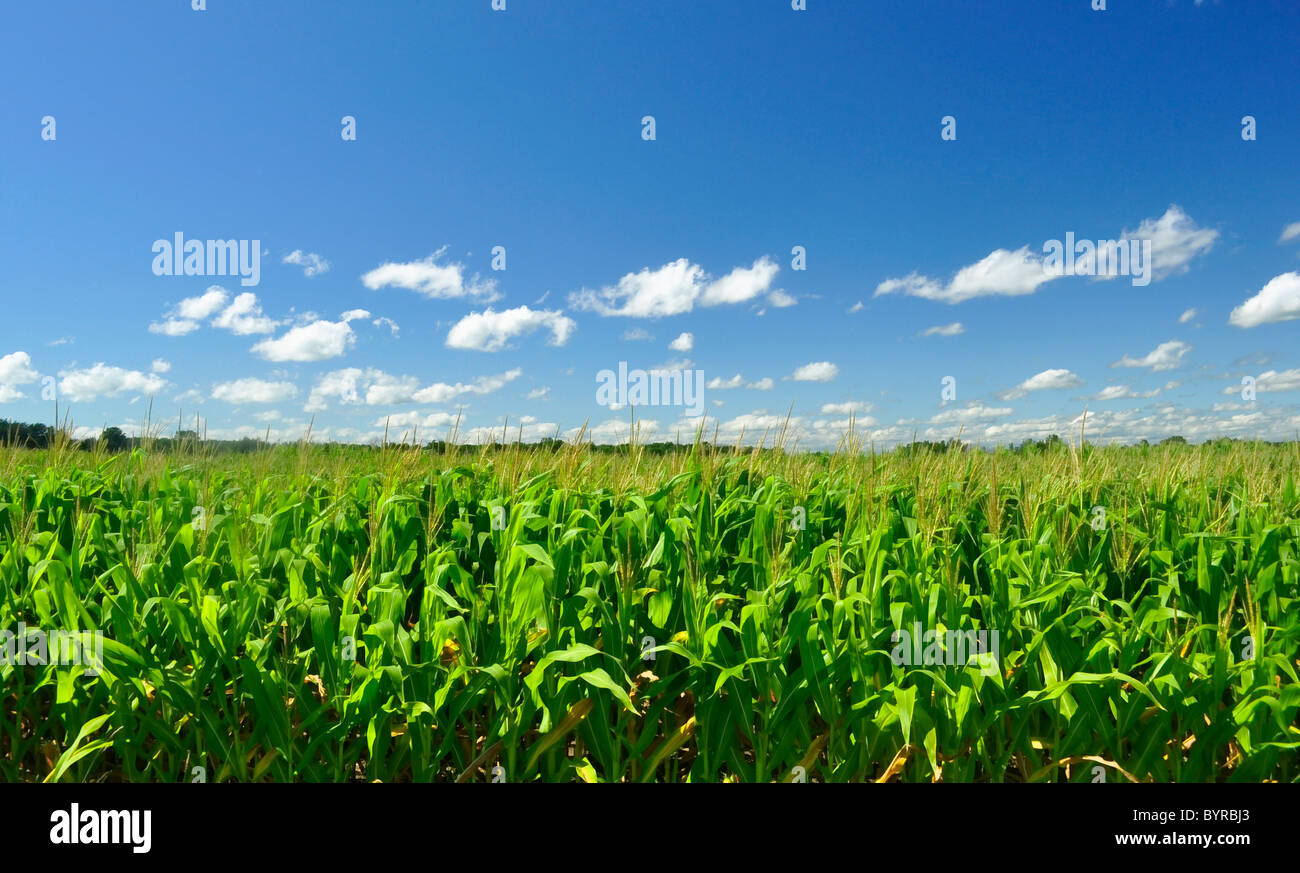 corn field against a blue sky Stock Photo - Alamy
