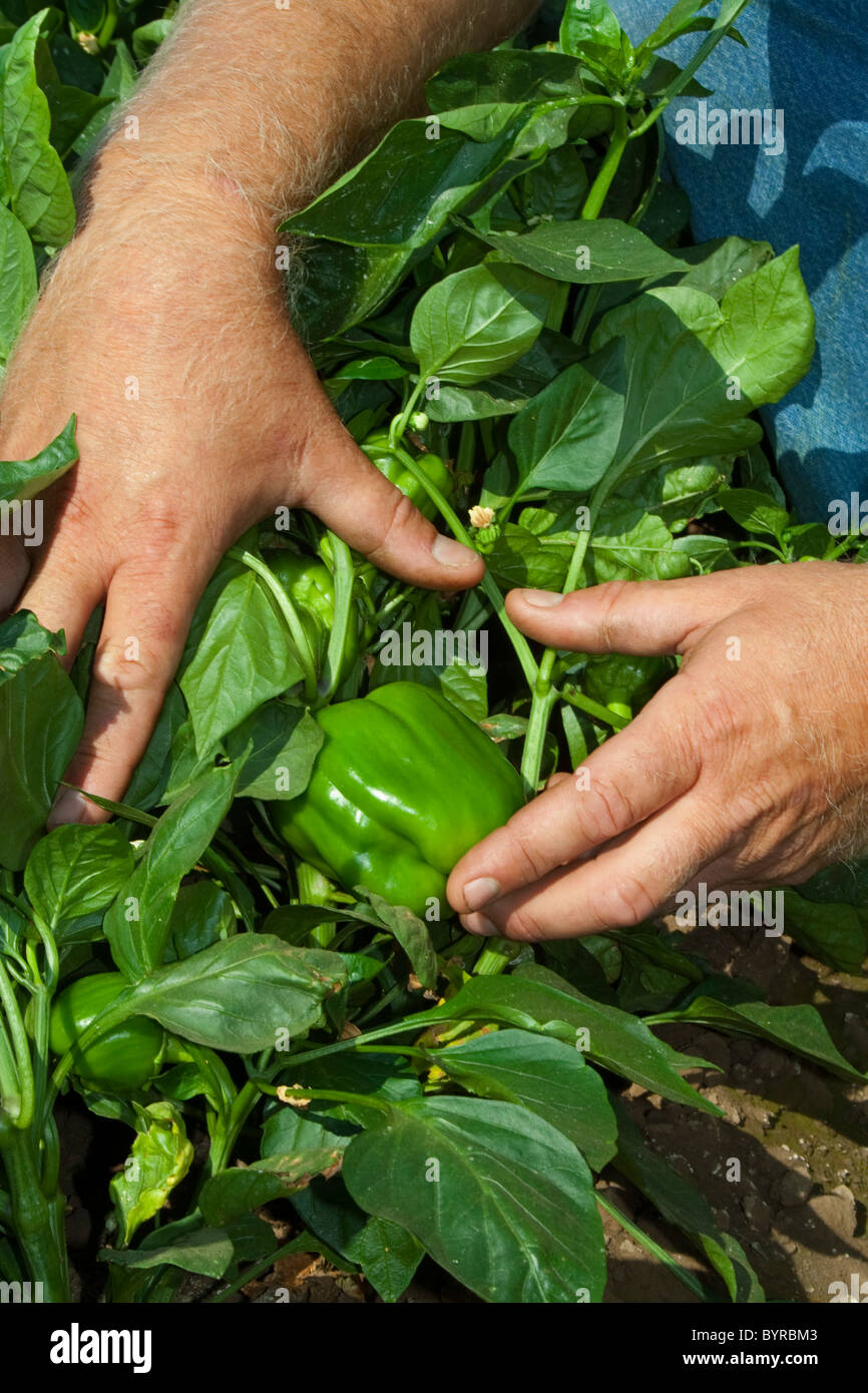 Show pepper hi-res stock photography and images - Alamy