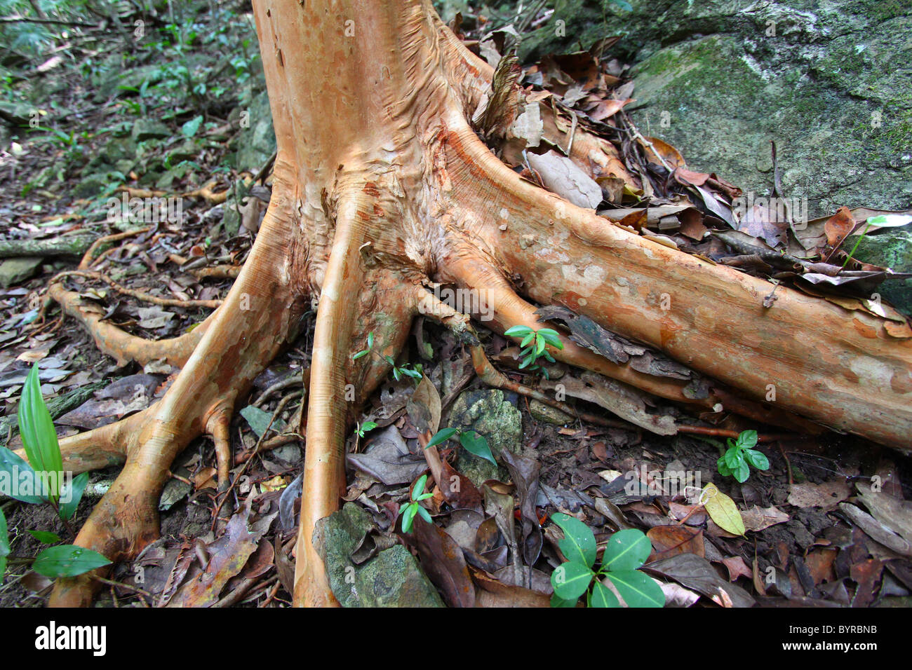 Buttressed Tree Roots Stock Photo - Alamy