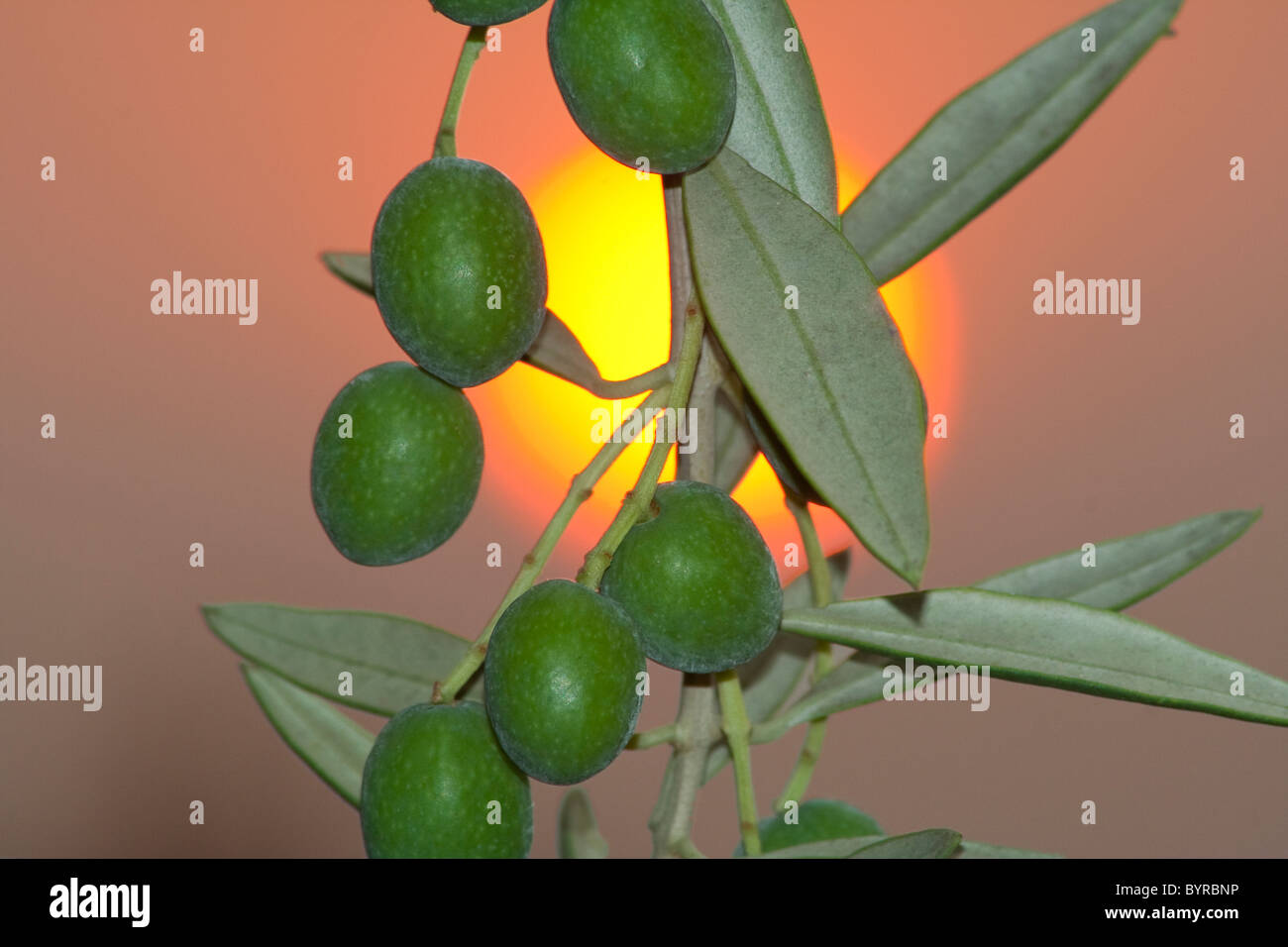 Manzanilla olives; aka Spanish olives, on the tree with the setting sun ...