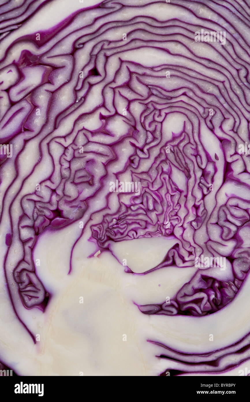 cross section of a red cabbage; calgary, alberta, canada Stock Photo ...
