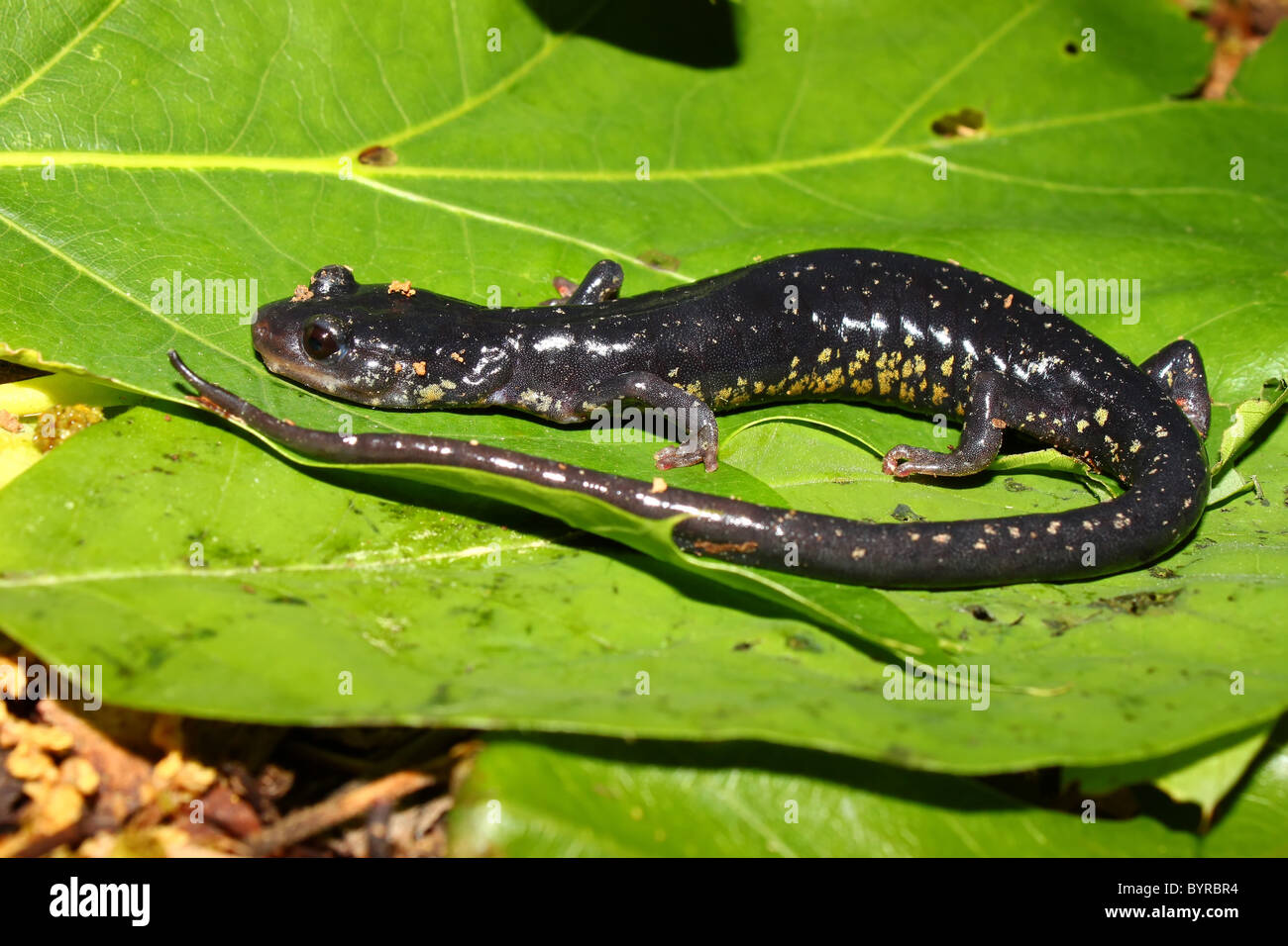 Slimy salamander hi-res stock photography and images - Alamy