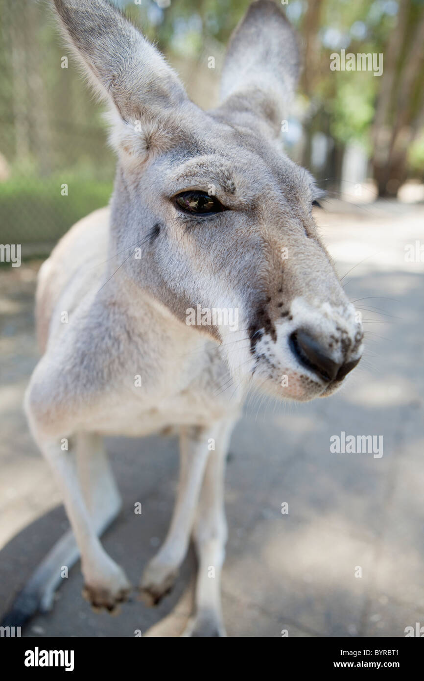 Kangaroo head hi-res stock photography and images - Alamy