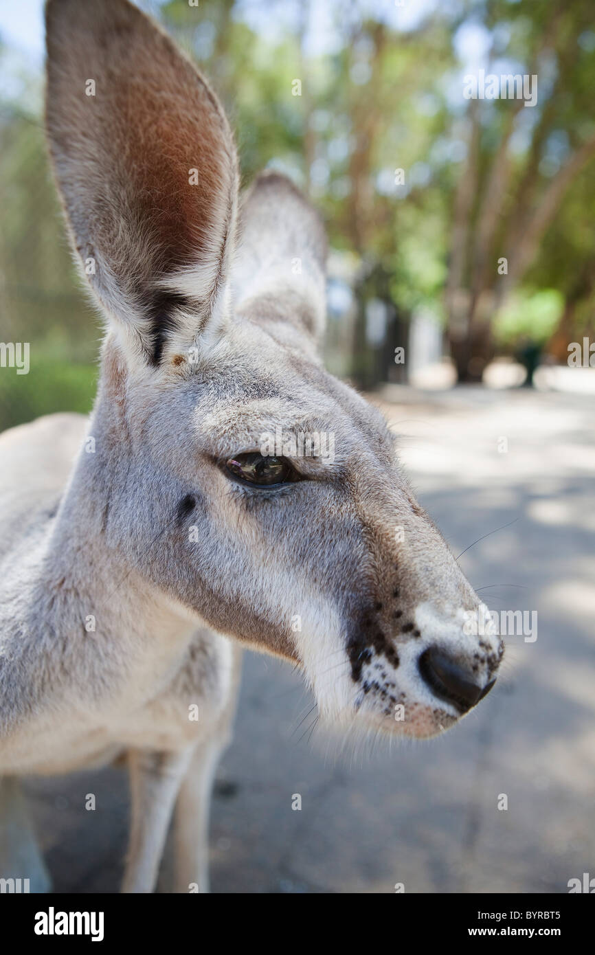 a kangaroo; queensland, australia Stock Photo - Alamy