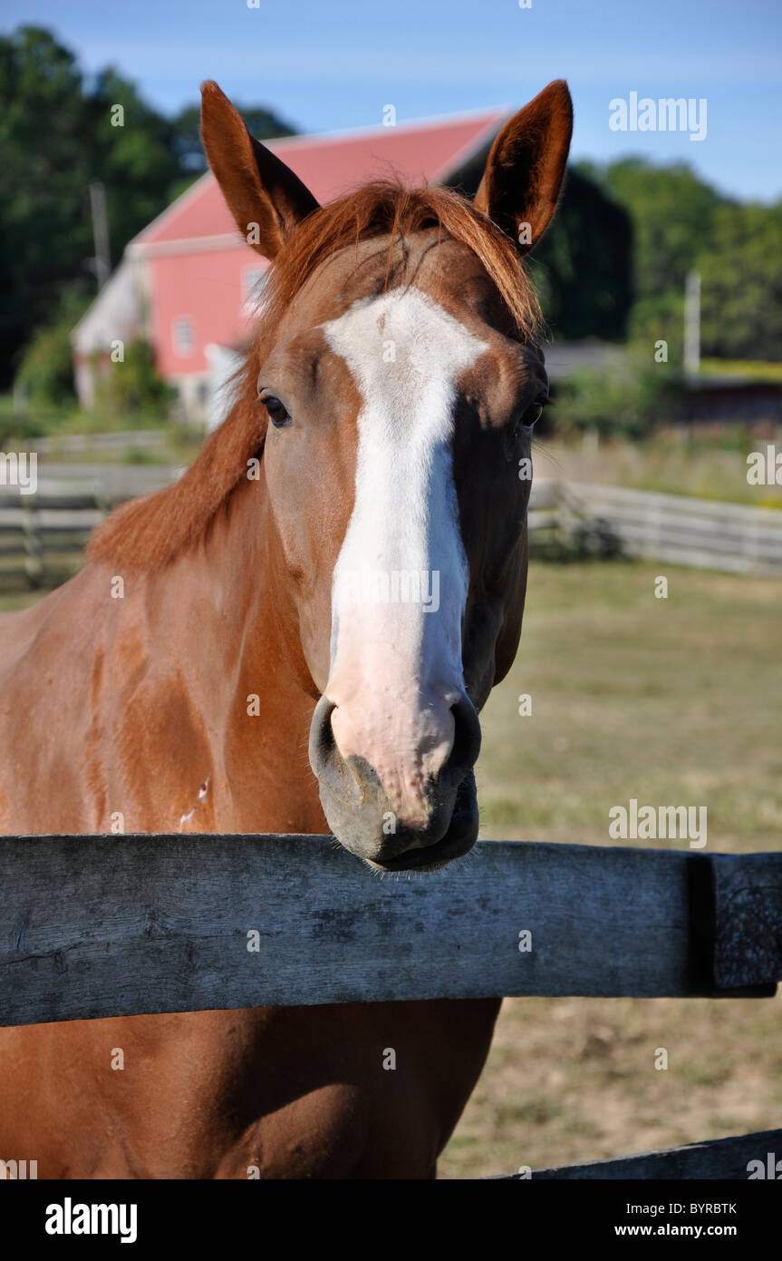 Closeup view of a horse's head over the top of a wood fence Stock Photo ...