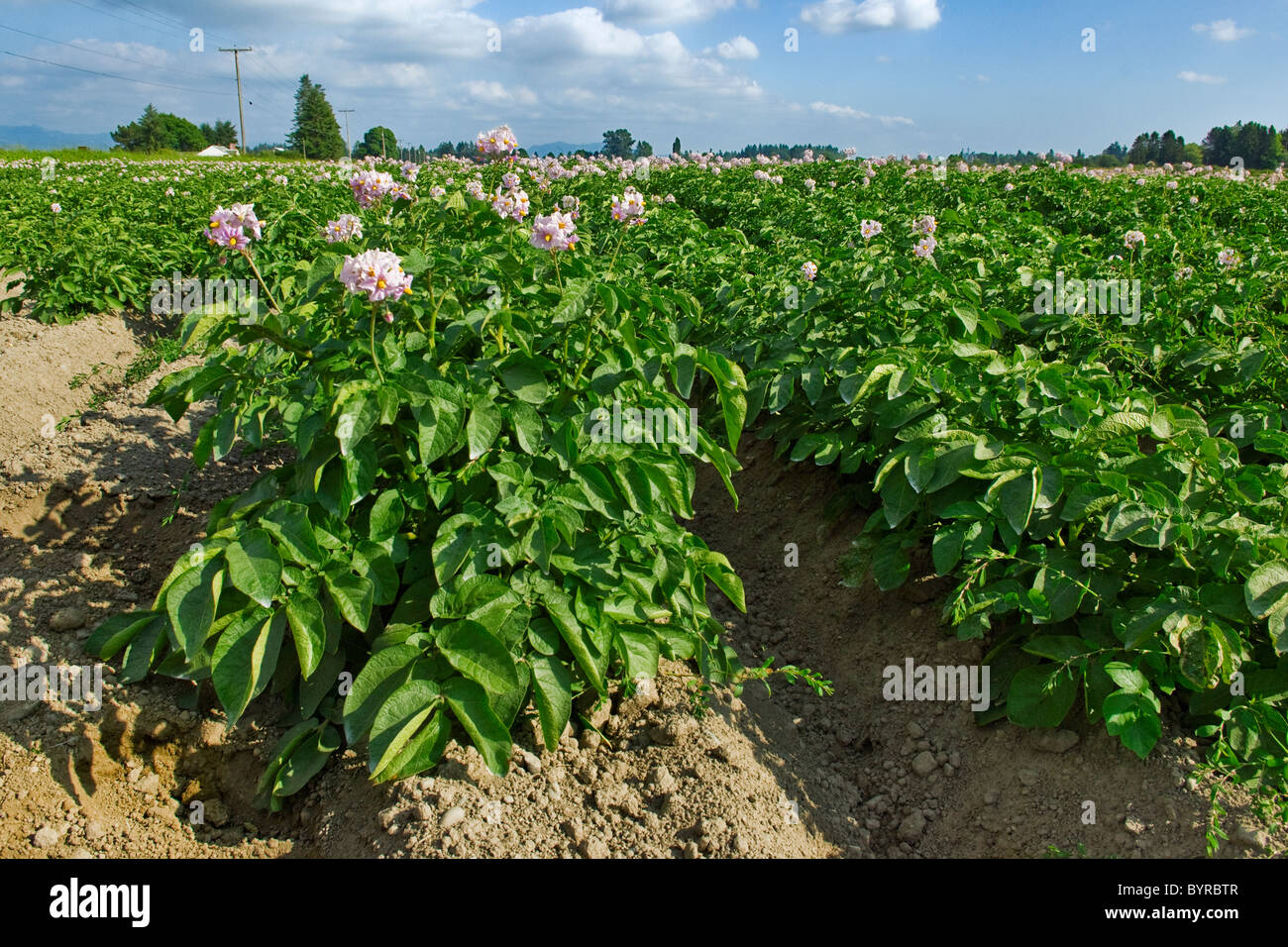 Russet Potato Plants