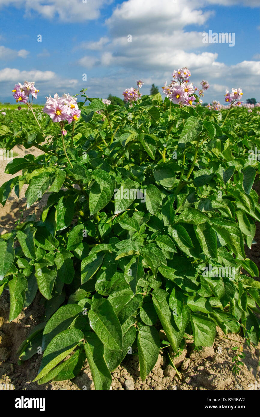 Russet Potato Plant