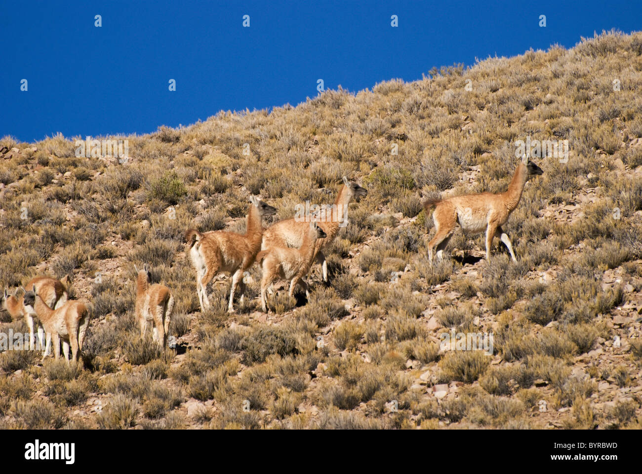 Grazing camels hi-res stock photography and images - Alamy