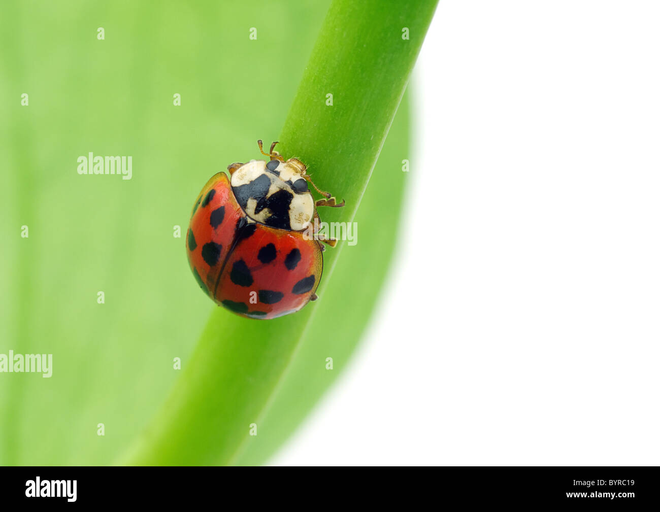 Ladybird on a plant leaf Stock Photo - Alamy