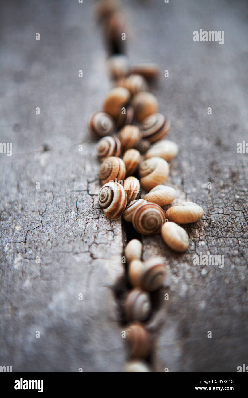 Mollusc exoskeleton hi-res stock photography and images - Alamy