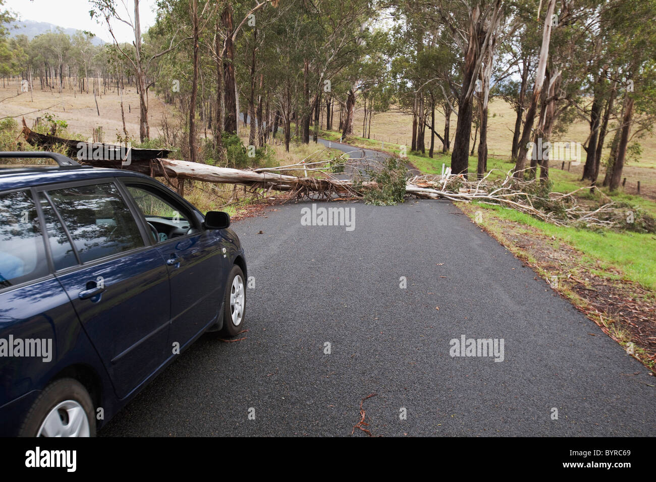 a car stopped where a tree has fallen across a road; gold coast ...