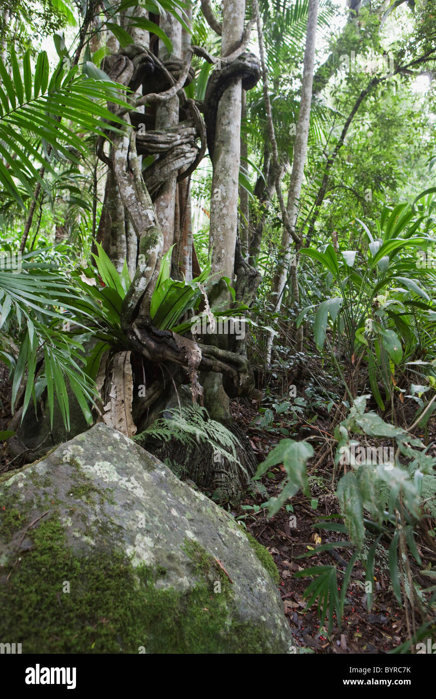 trees in the rainforest; gold coast hinterland, queensland, australia ...