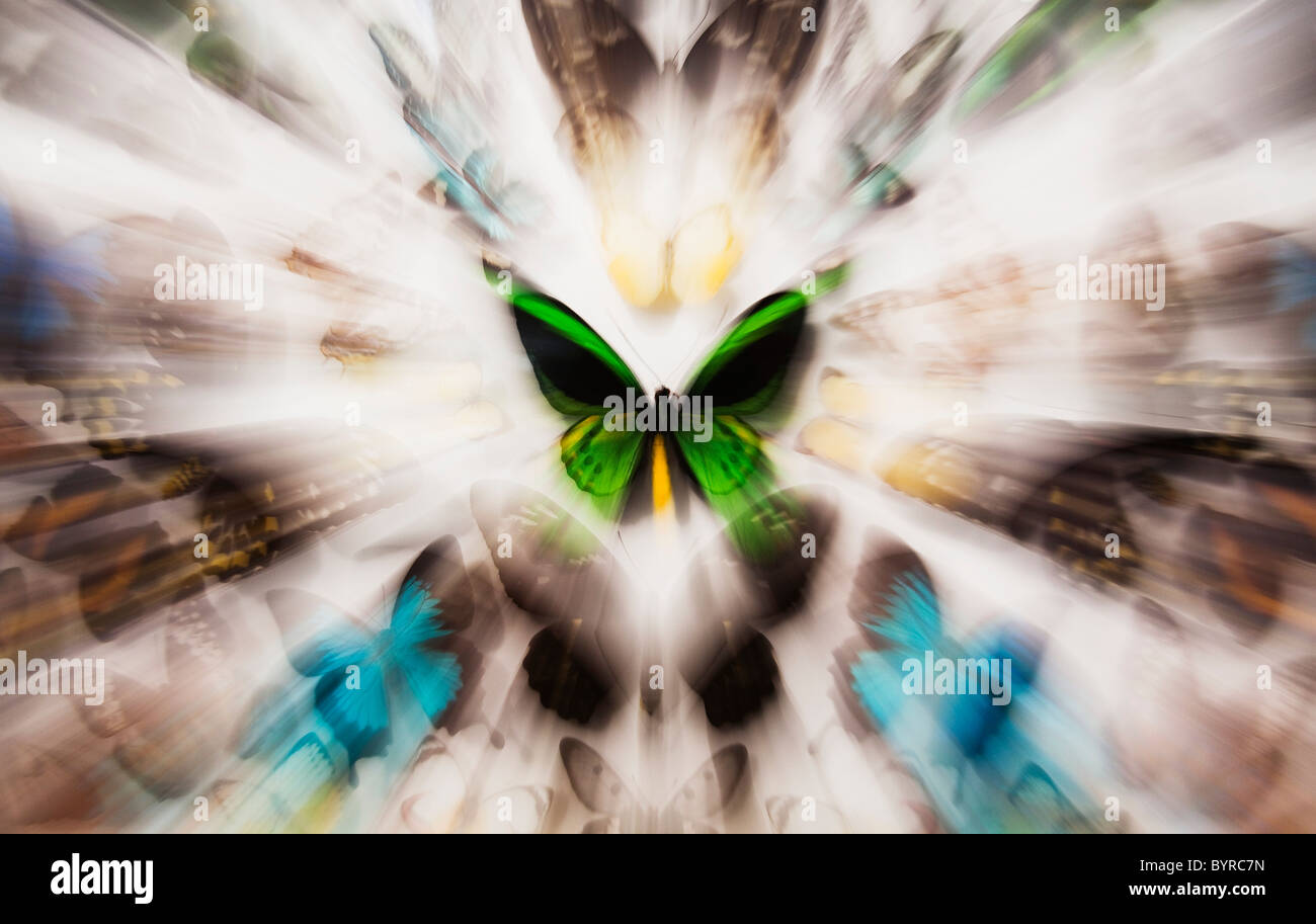 focus on a green butterfly with images of butterflies surrounding it ...