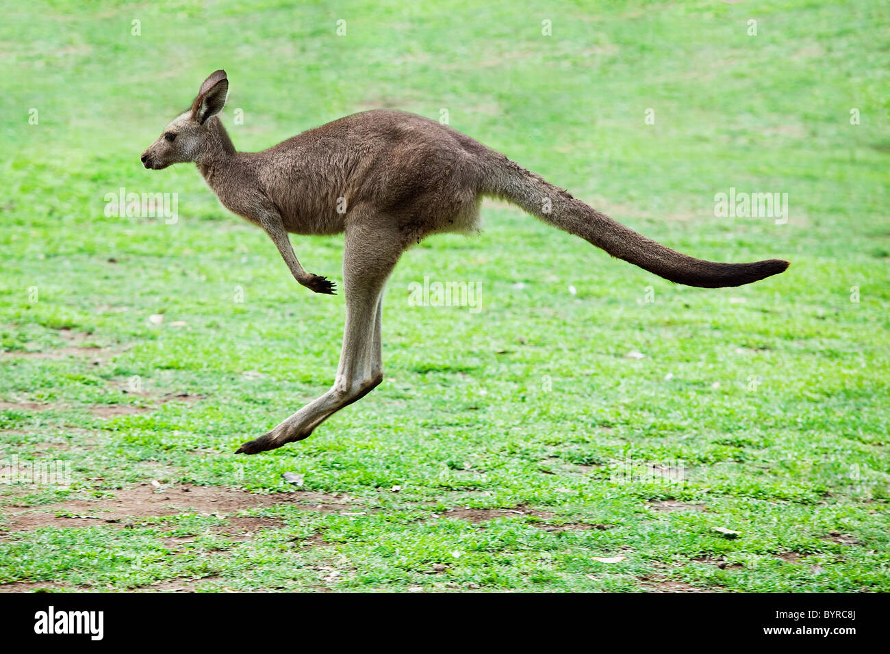 Kangaroo Hopping