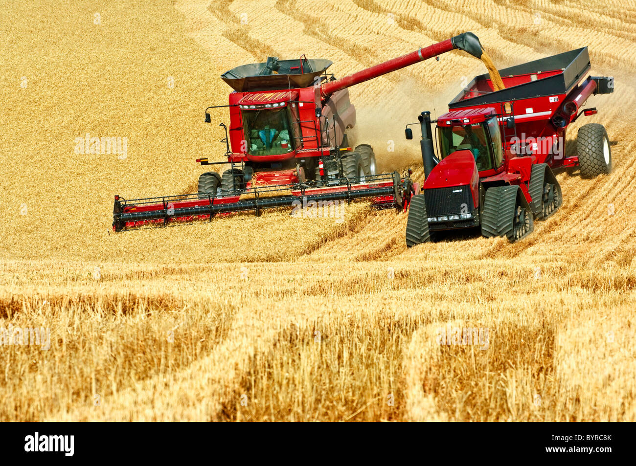 A Case IH combine harvests wheat while unloading “on-the-go” into a ...