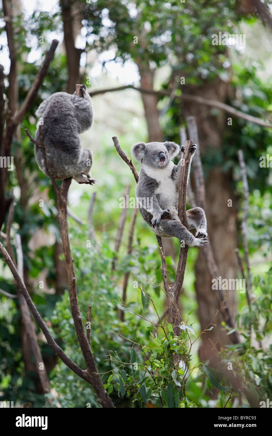 two koala bears (phascolarctos cinereus) in a tree; gold coast ...