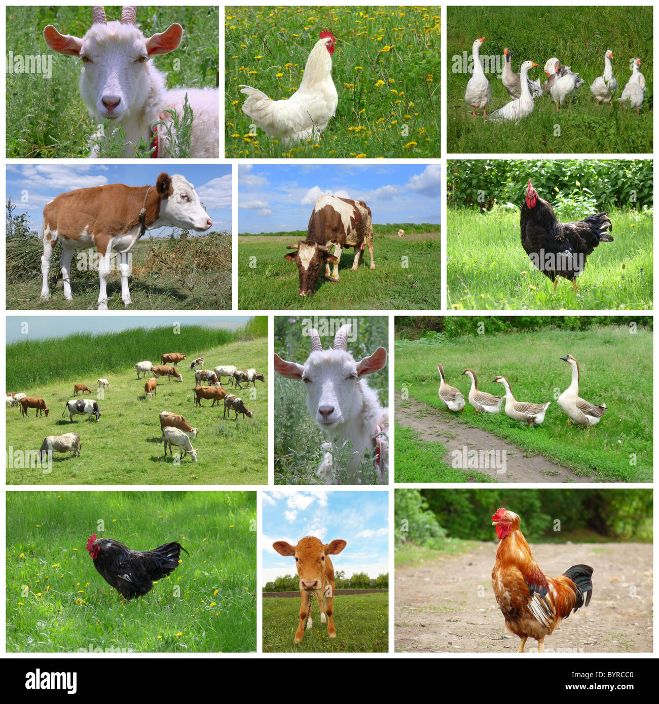Farm animals and birds, collage Stock Photo - Alamy