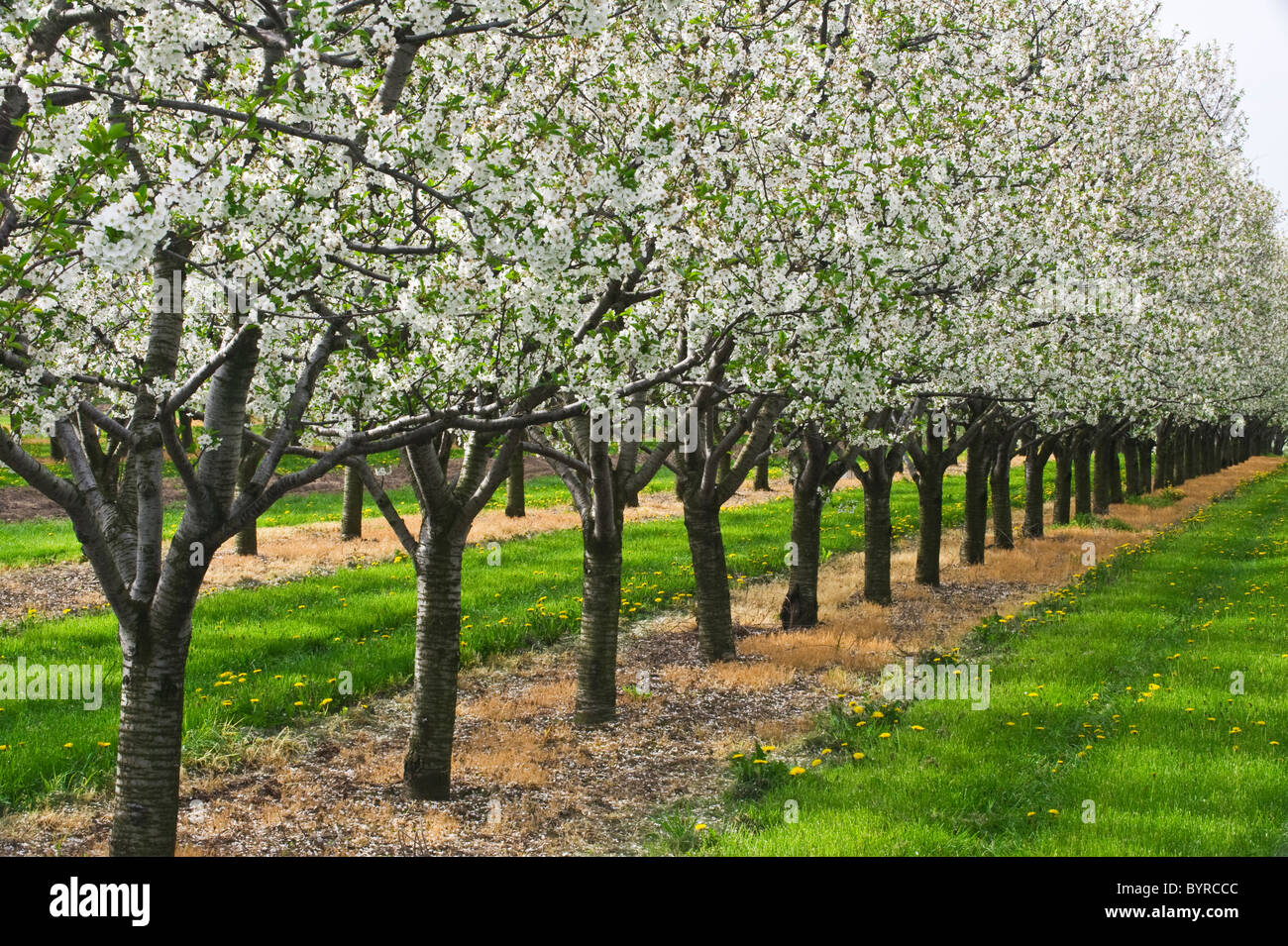 Farms and apple orchards hi-res stock photography and images - Alamy
