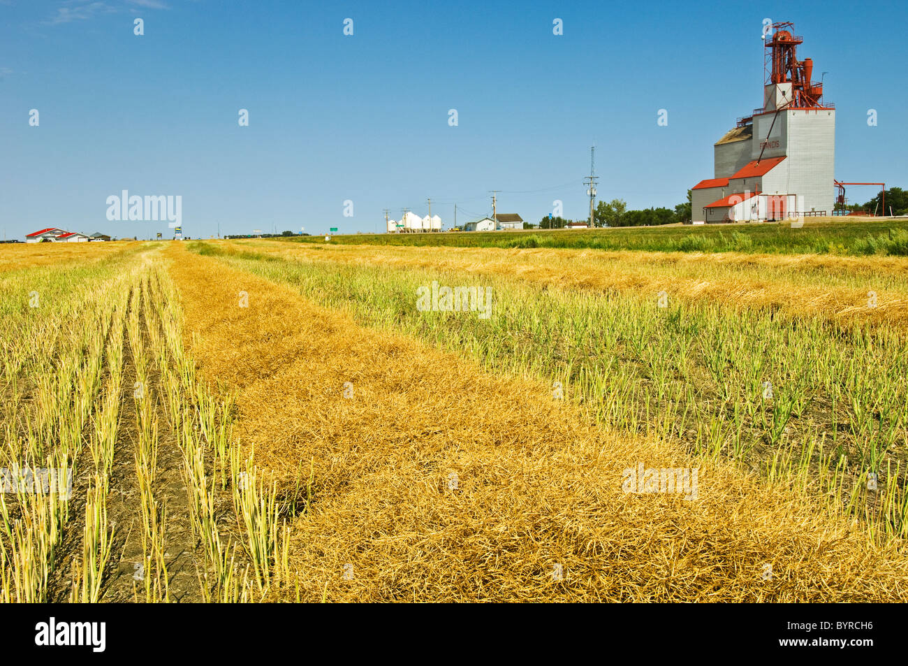 Rows of swathed canola (rape seed) drying in the field prior to harvest ...