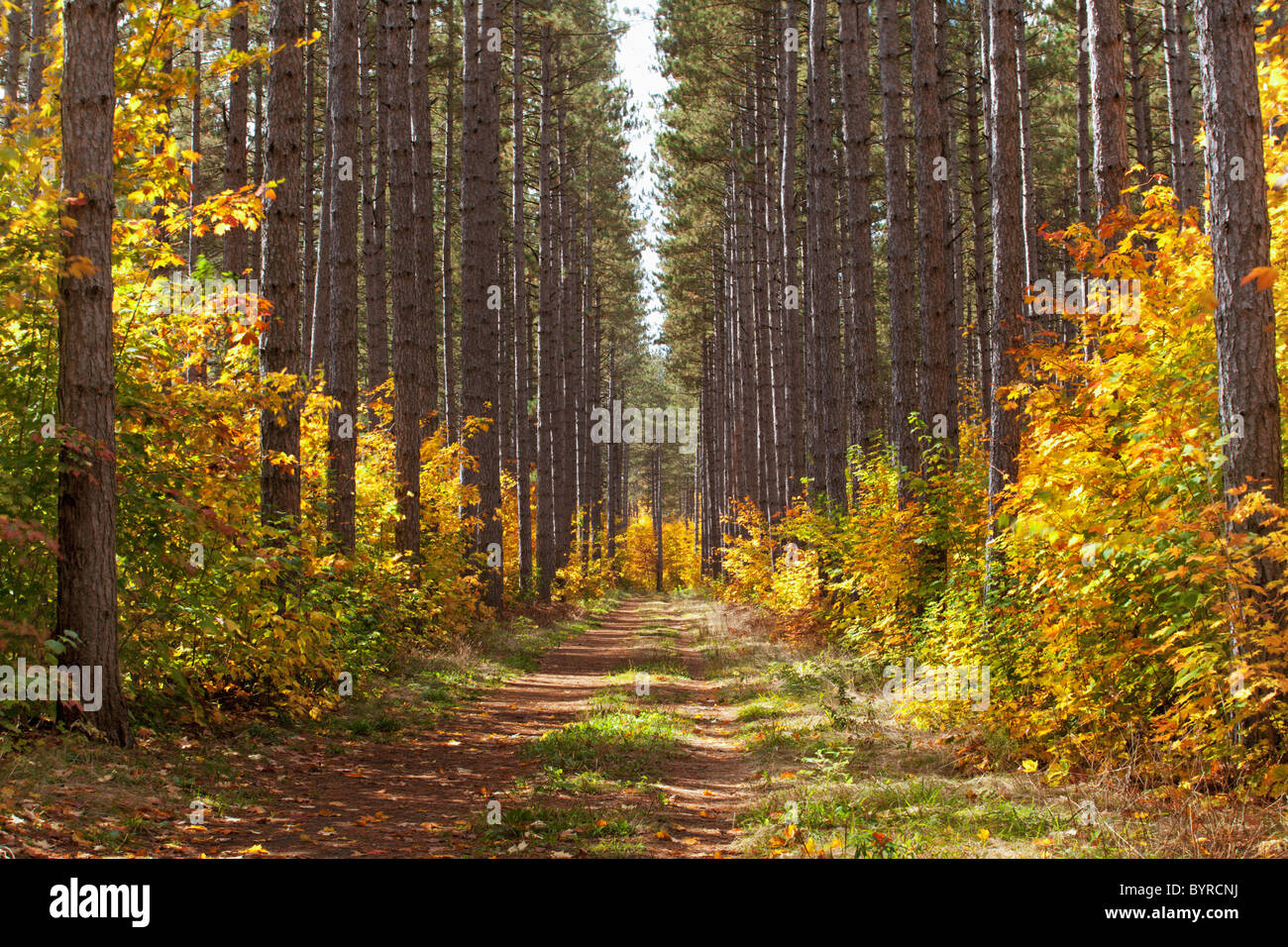 Canada tree path fall hi-res stock photography and images - Alamy