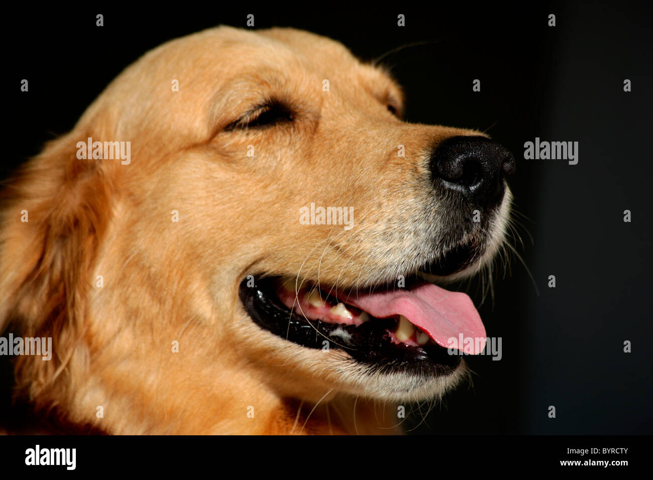 A face of a golden retriever dog Stock Photo - Alamy