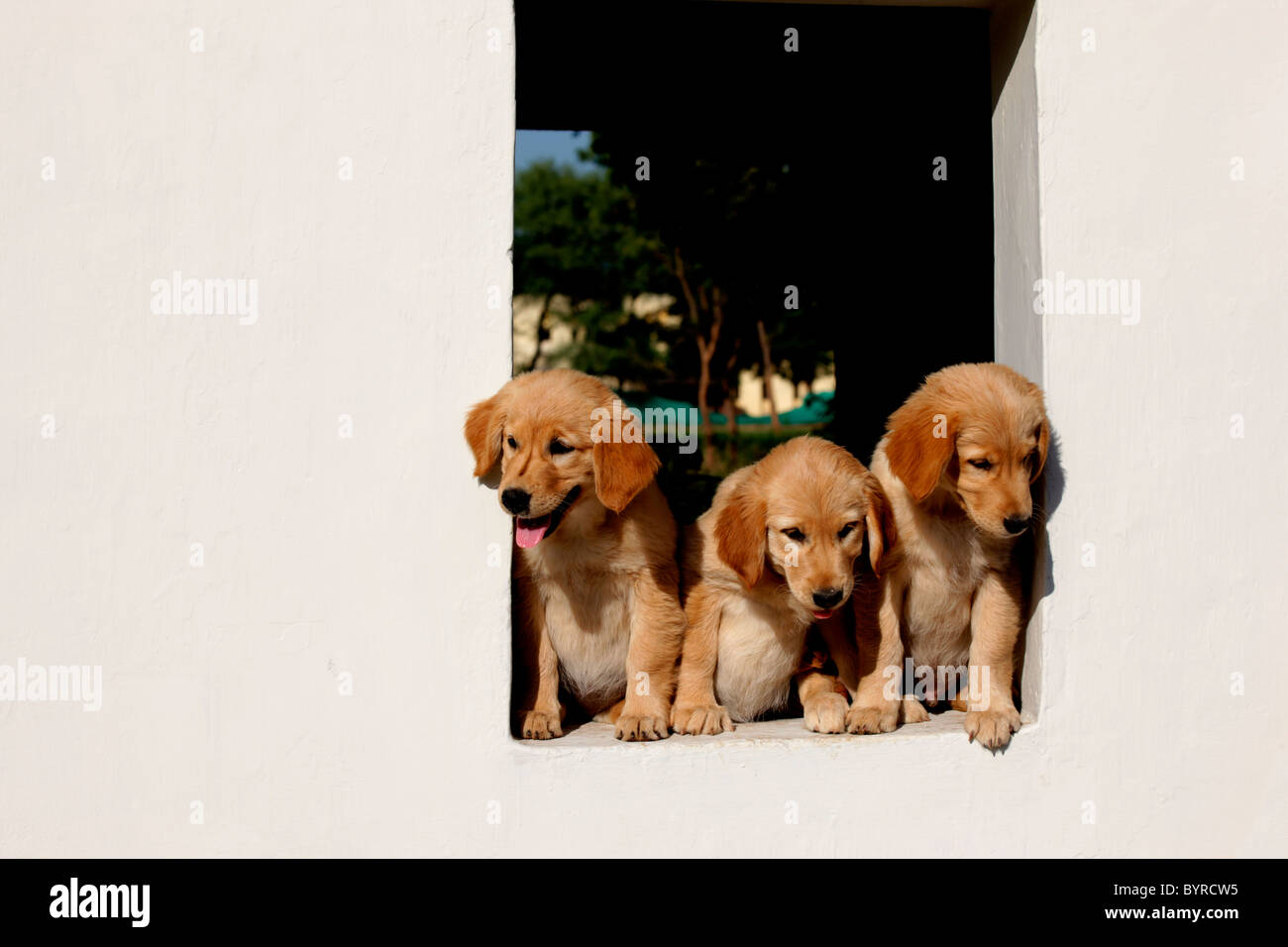 Three puppies of Golden retriever breed Stock Photo - Alamy