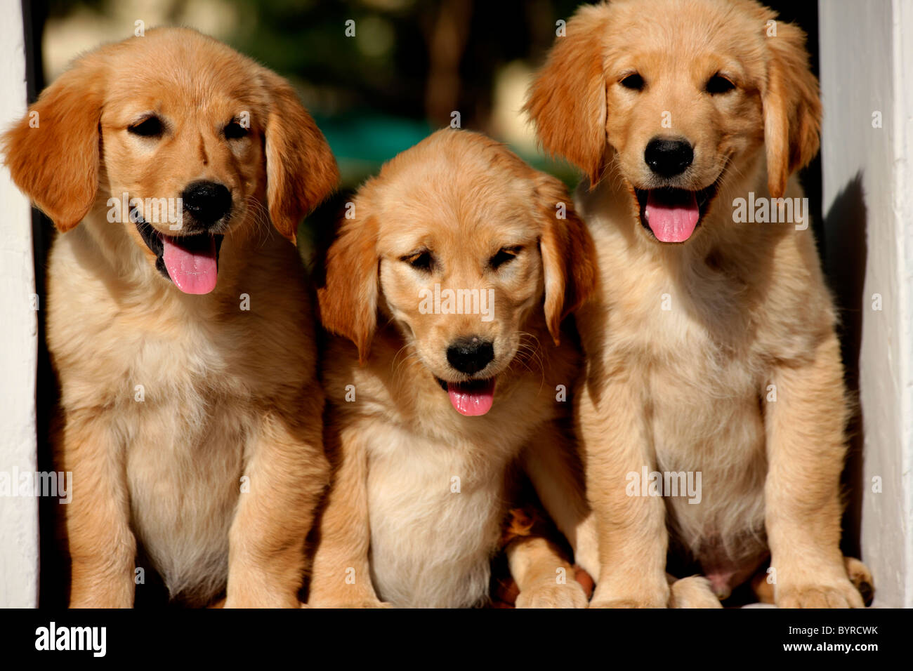 Three golden retriever puppies sitting in a row over a window Stock ...