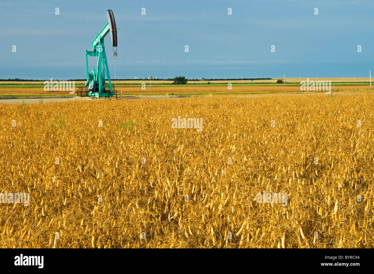 Canada field pea hi-res stock photography and images - Alamy