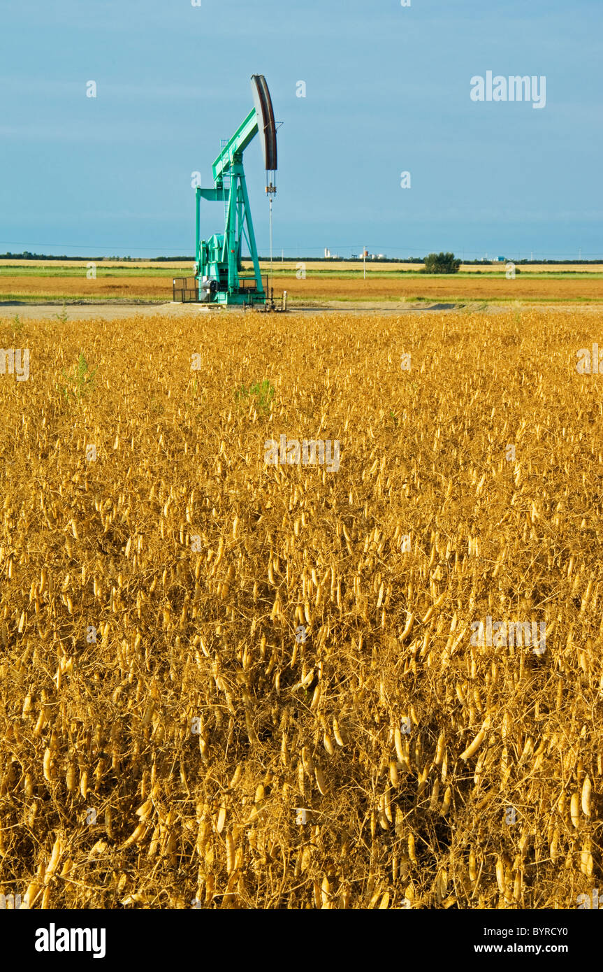 Canada field pea hi-res stock photography and images - Alamy