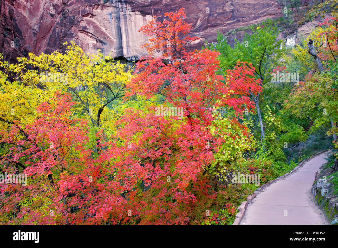 Autumn bigtooth maple trees along the path to Weeping Rock in Utah's ...