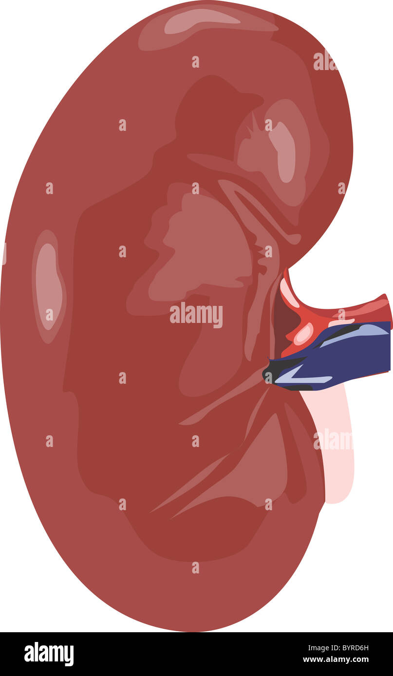Dissected kidney hi-res stock photography and images - Alamy