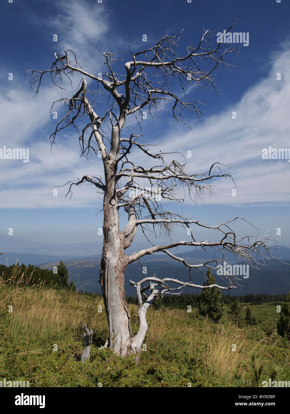 dead withered tree blue sky wind ambient scenery Stock Photo - Alamy