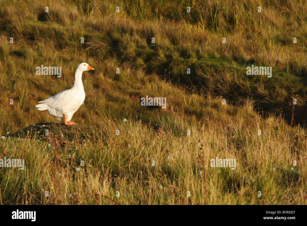 white goose on clare island in the connacht region; county mayo ...