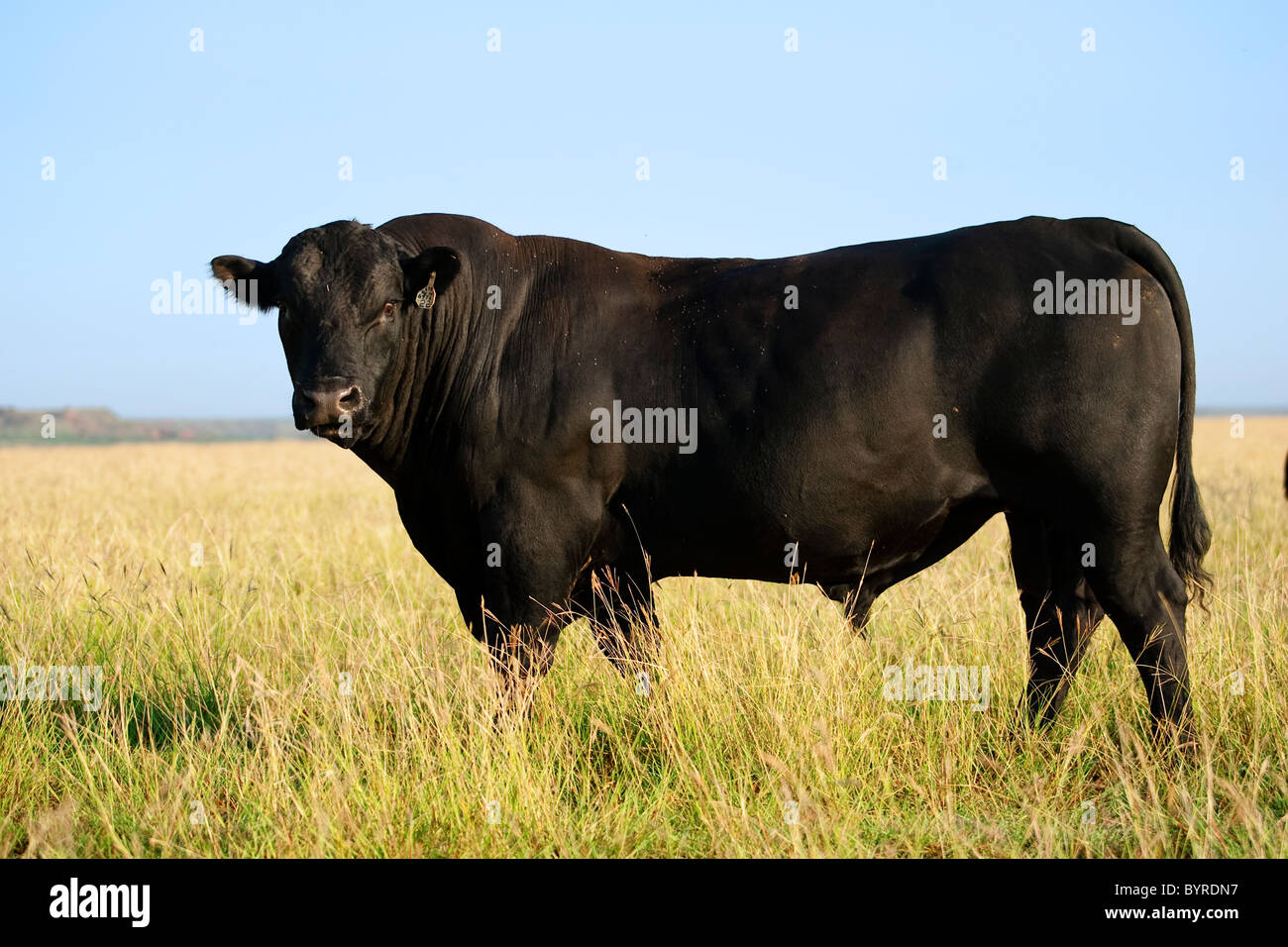 Angus bull hi-res stock photography and images - Alamy