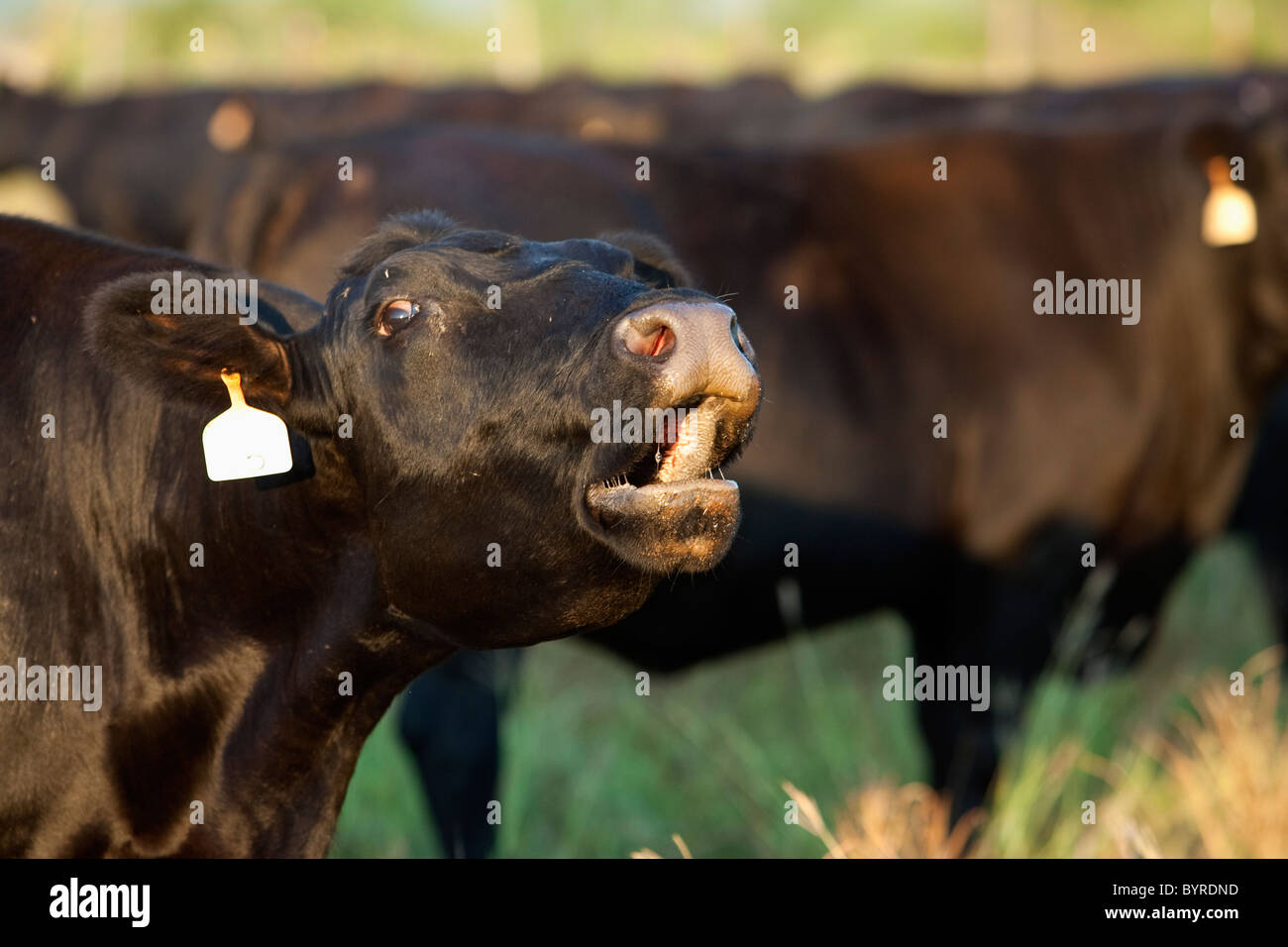 Livestock - Black Angus cow mooing / Childress, Texas, USA Stock Photo ...