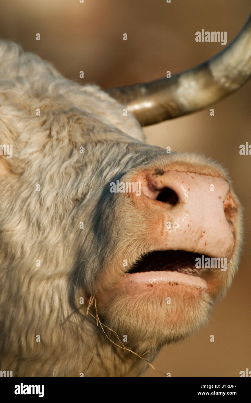 Mooing hi-res stock photography and images - Alamy
