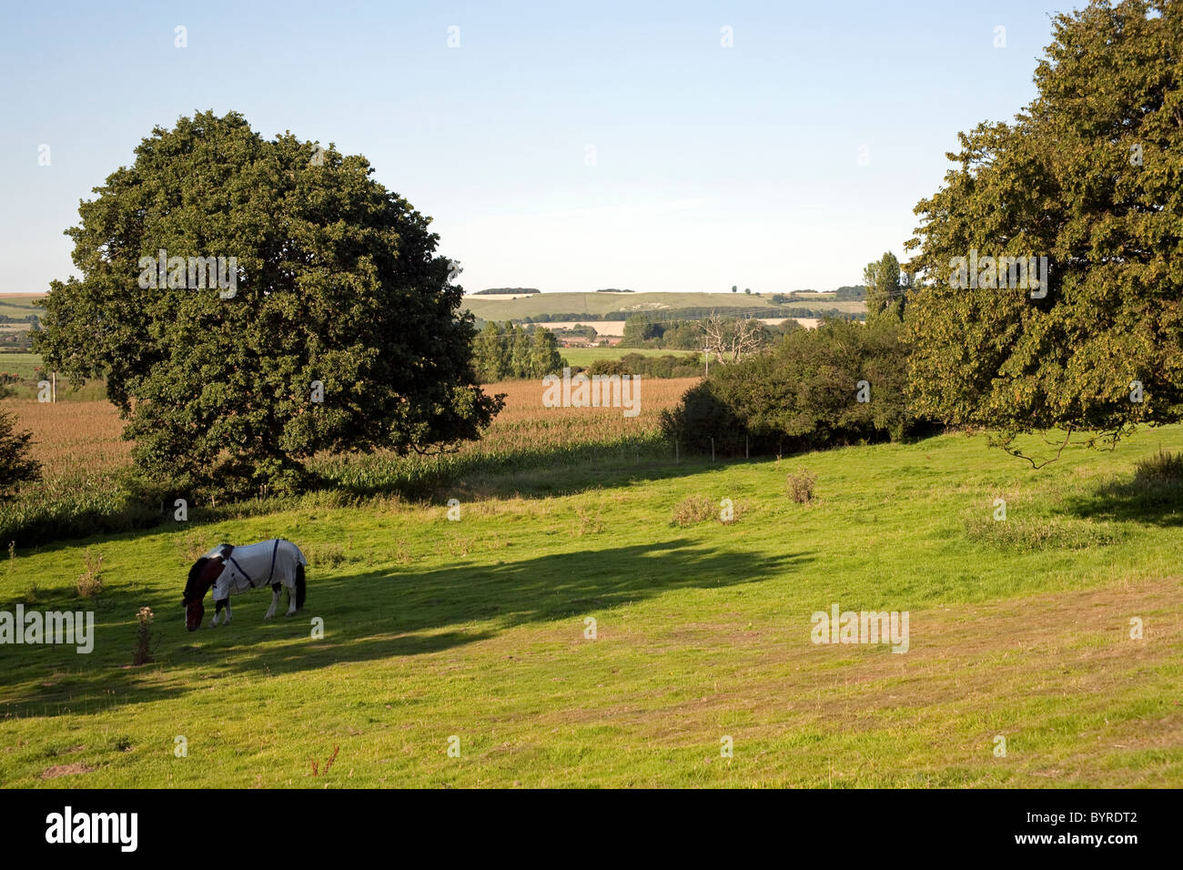 Pony / Horse in field behind Smeeth / Brabourne Lees looking towards ...