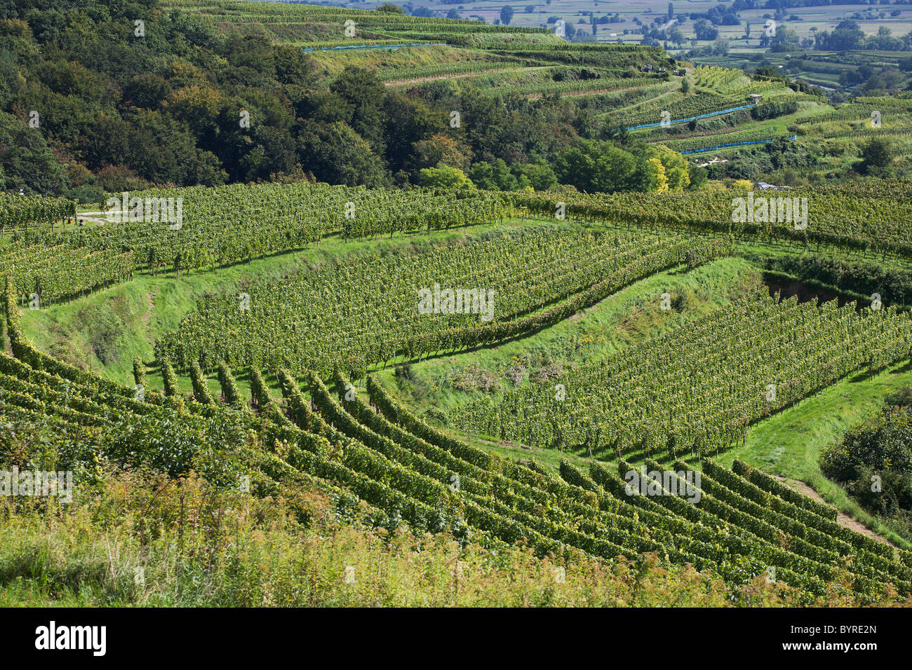 rows of grape vines on a hillside; bickensohl, germany Stock Photo - Alamy