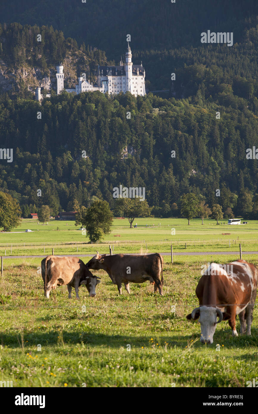 bavarian castle on a mountain side with cattle in the fields in the ...