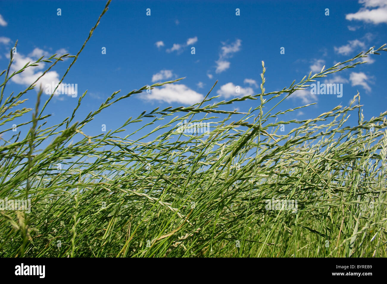 Ryegrass cover crop hi-res stock photography and images - Alamy