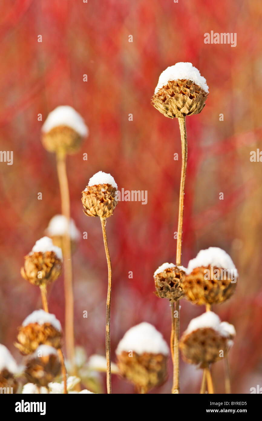 Poppy heads covered in snow against a red background Stock Photo - Alamy