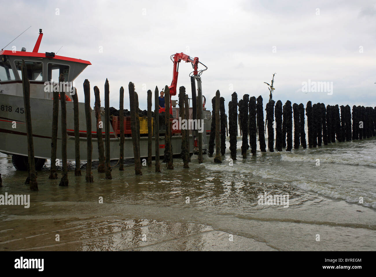 Mussel beds hi-res stock photography and images - Alamy