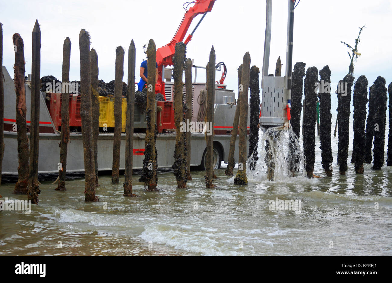 Harvesting mussels hi-res stock photography and images - Alamy