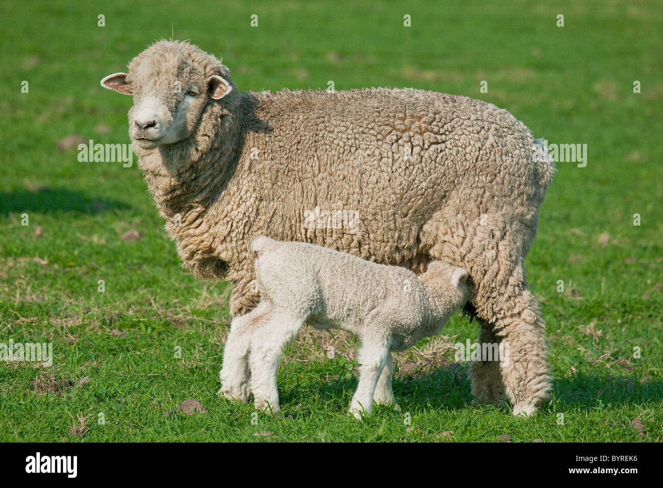Corriedale Ram