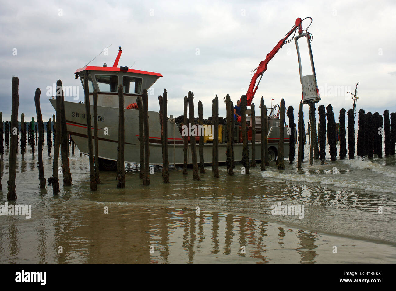 Fishermen working on the bouchots (cultivated mussel beds) - harvesting ...