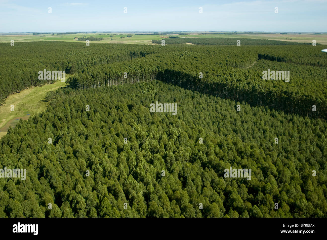 Eucalyptus tree farm aerial view hi-res stock photography and images ...