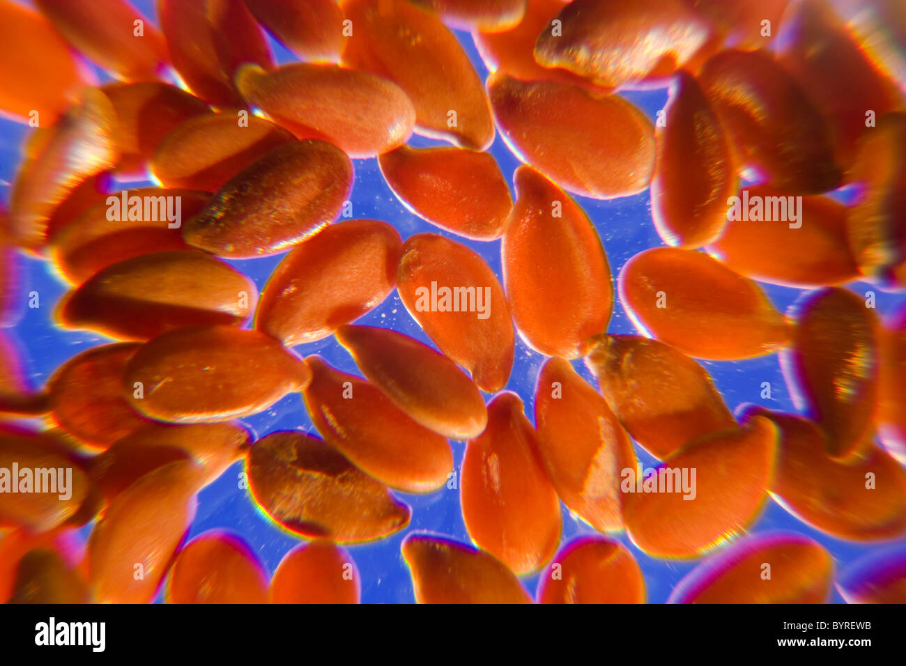 Agriculture - Closeup of mature flax seeds with a blue background ...